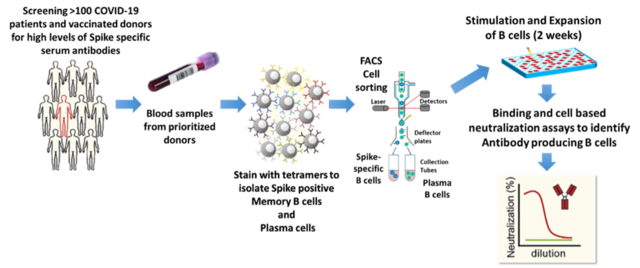 Discovery of human monoclonal antibodies against different viruses ...