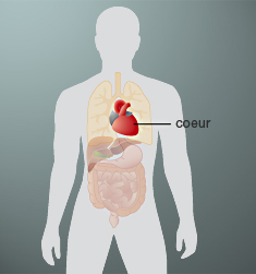 Transplantation cardiaque - Centre de transplantation d'organes - CHUV
