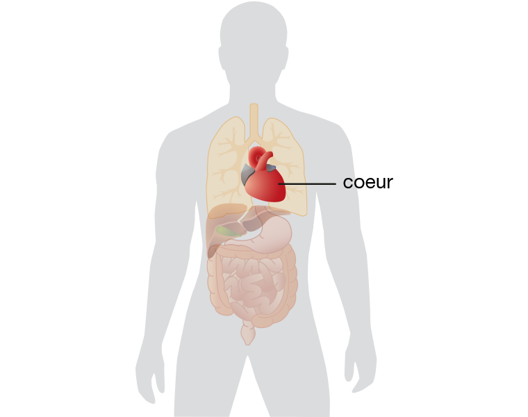 Transplantation cardiaque - Centre de transplantation d'organes - CHUV